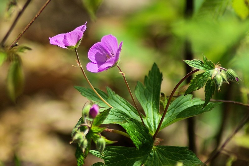 Skyline Drive Wild Geranium